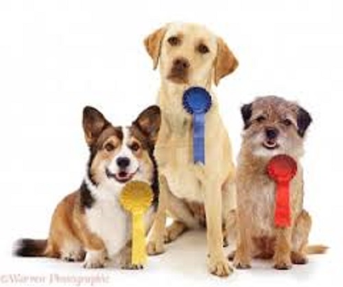 The Cottage Show Rosette Company - High Quality Rosettes And ...